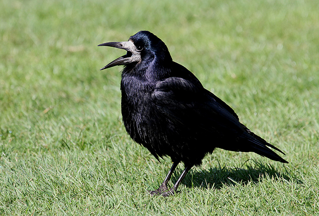 Rooks and Jackdaws – Friends of Paradise Nature Reserve